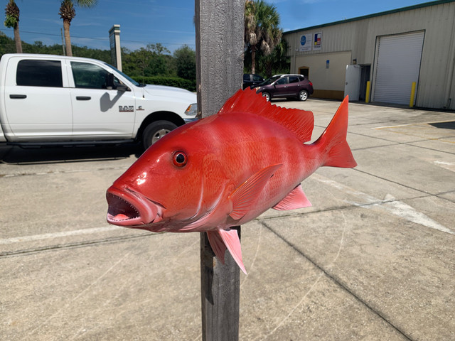 Mount This 32" Snapper Sherri Two Sided Mount Fiberglass Fish Replica ...