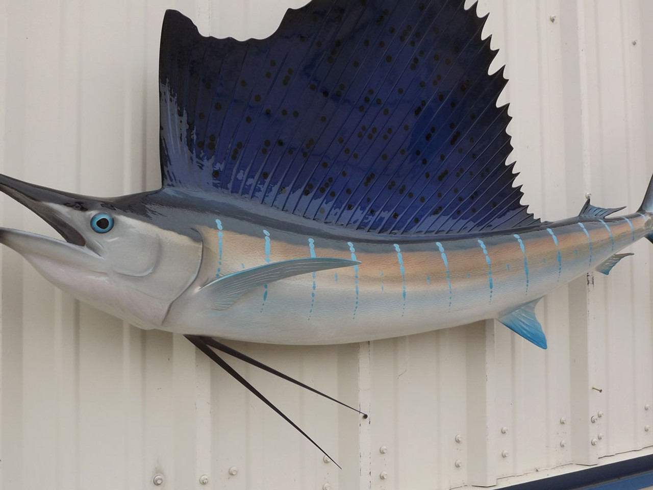 Mount This 75" Sailfish Atlantic Two Sided Mount Fiberglass Fish ...